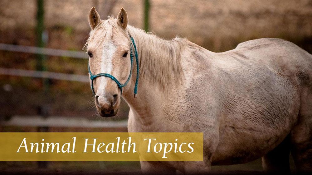 Animal Health Topics / School of Veterinary Medicine