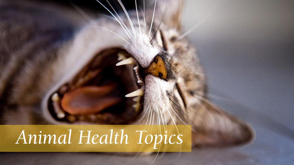 Animal Health Topics / School of Veterinary Medicine