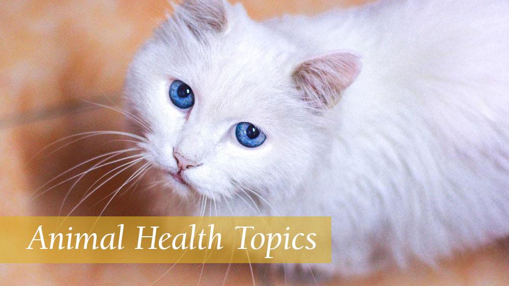 Animal Health Topics / School of Veterinary Medicine
